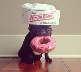 It’s National Donut Day – These 10 Donut Loving Dogs Will Give You ...