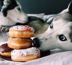 It’s National Donut Day – These 10 Donut Loving Dogs Will Give You ...