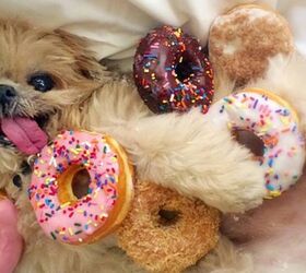It’s National Donut Day – These 10 Donut Loving Dogs Will Give You ...
