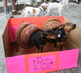 It’s National Donut Day – These 10 Donut Loving Dogs Will Give You ...