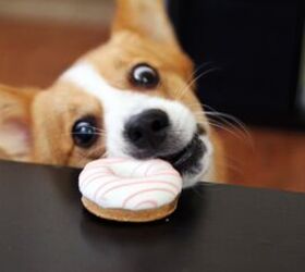 It’s National Donut Day – These 10 Donut Loving Dogs Will Give You ...