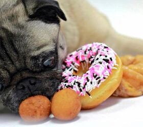 It’s National Donut Day – These 10 Donut Loving Dogs Will Give You ...