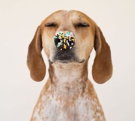 It’s National Donut Day – These 10 Donut Loving Dogs Will Give You ...