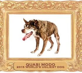 Meet Sweepee Rambo, The 2016 World’s Ugliest Dog | PetGuide