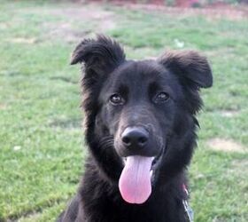 Adoptable Dog of the Week – Maverick | PetGuide