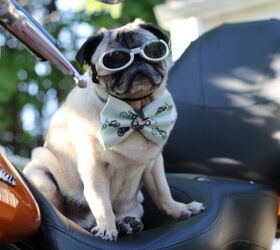 PetGuide’s Exclusive Interview With Igor PugDog | PetGuide