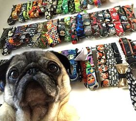 PetGuide’s Exclusive Interview With Igor PugDog | PetGuide