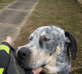 Postal Carrier’s Special Delivery Includes Personalized Pooch Mail ...
