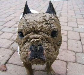 15 Hilarious Dirty Dogs Who Don’t Give a Damn | PetGuide