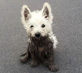 15 Hilarious Dirty Dogs Who Don’t Give a Damn | PetGuide