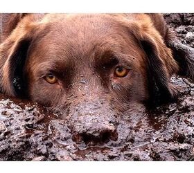 15 Hilarious Dirty Dogs Who Don’t Give a Damn | PetGuide