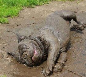 15 Hilarious Dirty Dogs Who Don’t Give a Damn | PetGuide