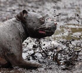 15 Hilarious Dirty Dogs Who Don’t Give a Damn | PetGuide