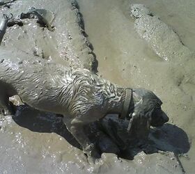 15 Hilarious Dirty Dogs Who Don’t Give a Damn | PetGuide