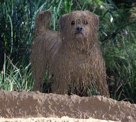 15 Hilarious Dirty Dogs Who Don’t Give a Damn | PetGuide