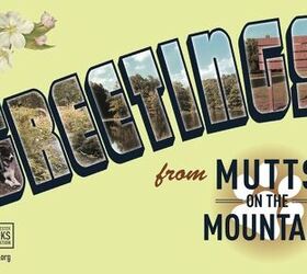 It’s a Canine Climb With the Annual Mutts on the Mountain 5K | PetGuide