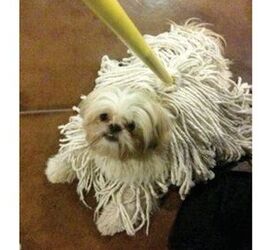 12 Ninja Dogs You Won’t See Coming | PetGuide