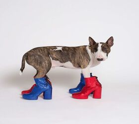 Marc Jacobs’ Dog Debuts Power Pooch Picturebook | PetGuide