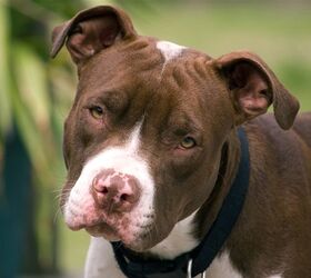 Montreal SPCA Won’t Let Pitbulls Be Put Down Without A Fight | PetGuide