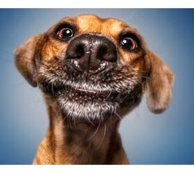 Stunning Photos Captures Dogs’ Pre-Catch Treat Face | PetGuide