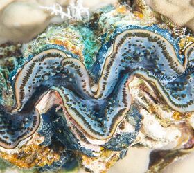 Don’t Clam Up: Open Your Tank to Clams | PetGuide