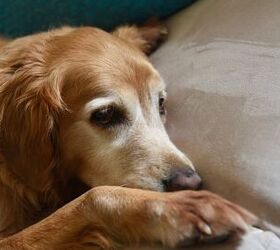 How To Prepare For Your Dog’s Journey Across The Rainbow Bridge | PetGuide
