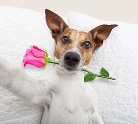 10 Photogenic Pet Selfies That’ll Make You Smile | PetGuide