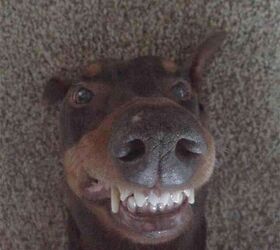 10 Photogenic Pet Selfies That’ll Make You Smile | PetGuide