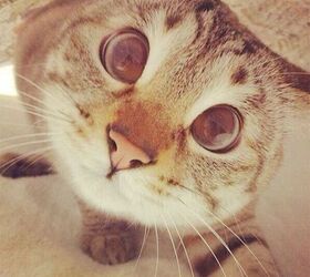 10 Photogenic Pet Selfies That’ll Make You Smile | PetGuide
