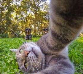 10 Photogenic Pet Selfies That’ll Make You Smile | PetGuide