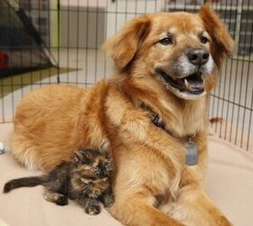Canine “Kitten Nanny” Hits An Adorable Milestone | PetGuide