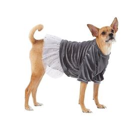 Best New Year’s Eve Pet Outfits | PetGuide