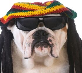 Dogs Would Rather Be Jammin’ to Reggae, Says New Research | PetGuide
