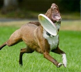 10 Adorkable Dogs That Don’t Need Your Judgment | PetGuide