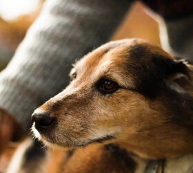 Deadly Dog Disease ‘Alabama Rot’ Afflicting Pets in the UK | PetGuide