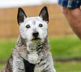 Secret to Long Dog Life Revealed: It’s Being Spoiled Rotten! | PetGuide