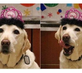 Story of Airport Service Dog’s Retirement Party Gives Us Wings! | PetGuide