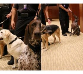 Story of Airport Service Dog’s Retirement Party Gives Us Wings! | PetGuide