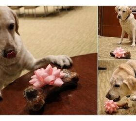 Story of Airport Service Dog’s Retirement Party Gives Us Wings! | PetGuide