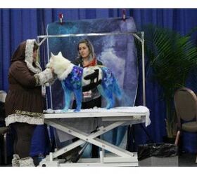 SuperZoo Day 2 – Creative Styling Grooming Contest | PetGuide