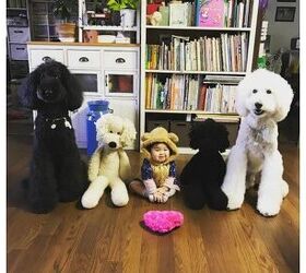 Toddler’s Love Affair With Giant Poodles is the Cutest Thing Ever ...