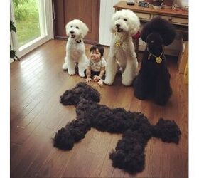 Toddler’s Love Affair With Giant Poodles is the Cutest Thing Ever ...