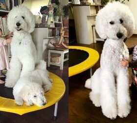 Toddler’s Love Affair With Giant Poodles is the Cutest Thing Ever ...