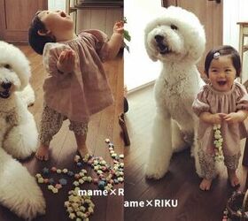 Toddler’s Love Affair With Giant Poodles is the Cutest Thing Ever ...