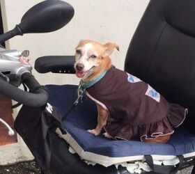 Little Dog Make Big Impact After Hurricane Maria by Saving Her Human's ...