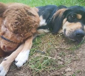It’s A Calf Loves Dogs Life On This North Carolina Farm [Video] | PetGuide