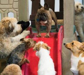 Rapper 2 Chainz’s Dog Trappy Lives Life Large on “Most Expensivest ...