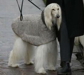 Milan’s Runways Are All About Doing It in High Doggie Style | PetGuide