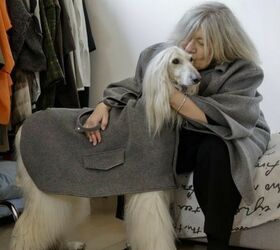 Milan’s Runways Are All About Doing It in High Doggie Style | PetGuide