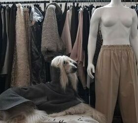 Milan’s Runways Are All About Doing It in High Doggie Style | PetGuide